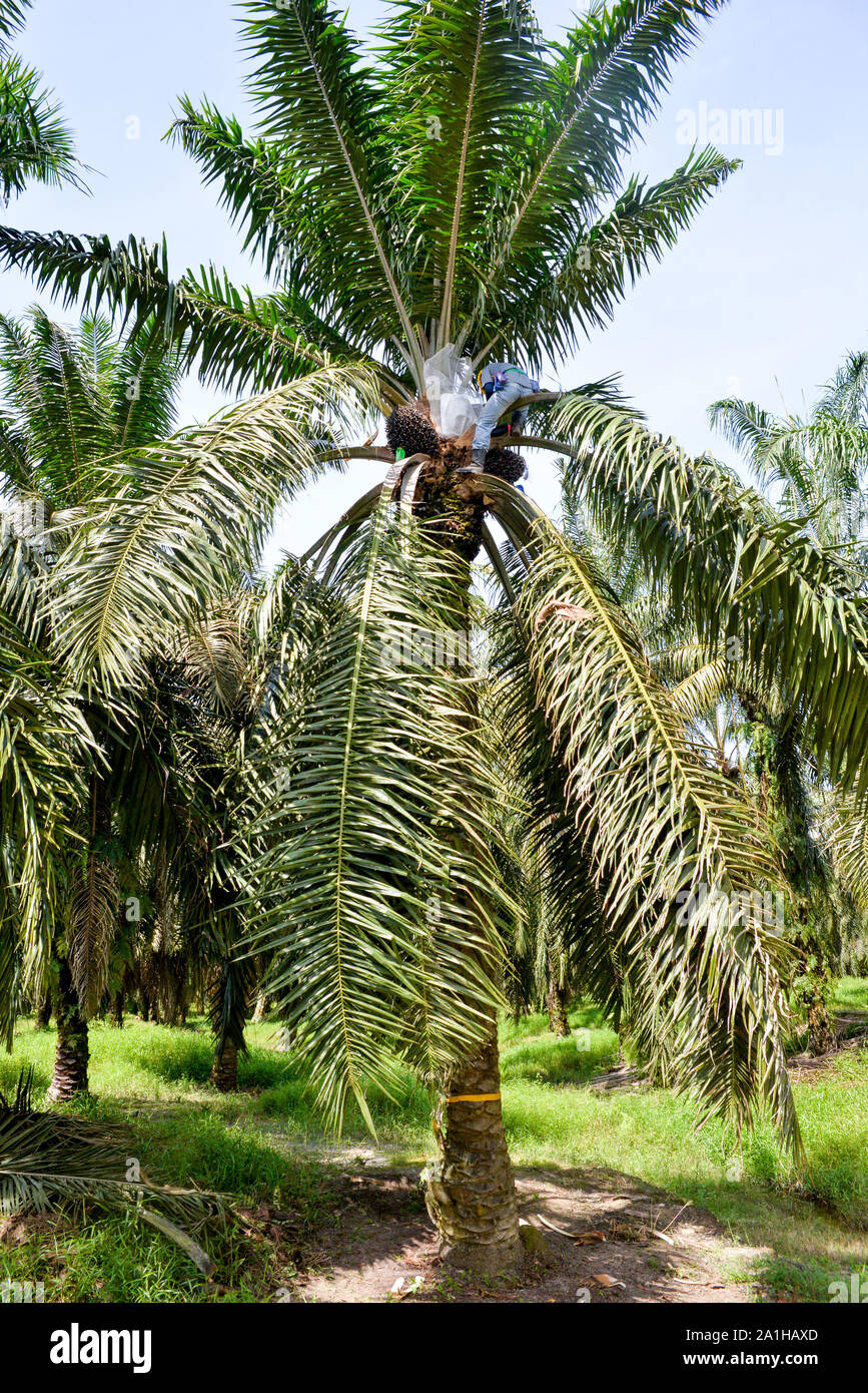SABAH, MALAYSIA, January 2018 - an employee do the controll pollination ...