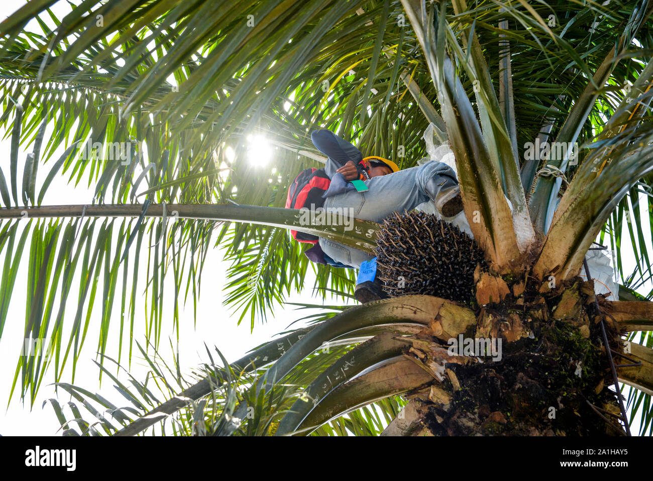 SABAH, MALAYSIA, January 2018 - an employee do the controll pollination ...