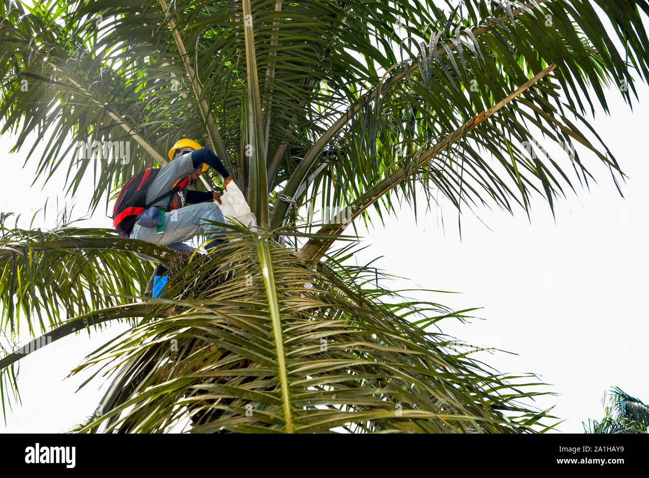 SABAH, MALAYSIA, January 2018 - an employee do the controll pollination ...