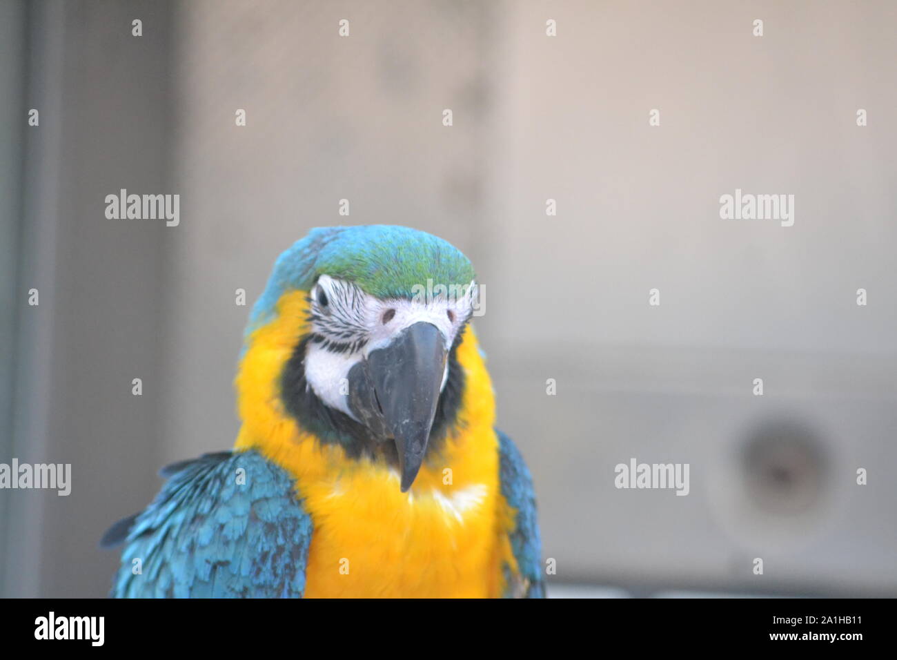 portrait of macaw parrot Stock Photo - Alamy