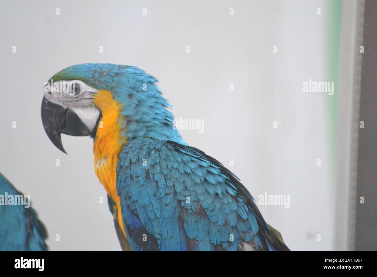 portrait of macaw parrot Stock Photo - Alamy