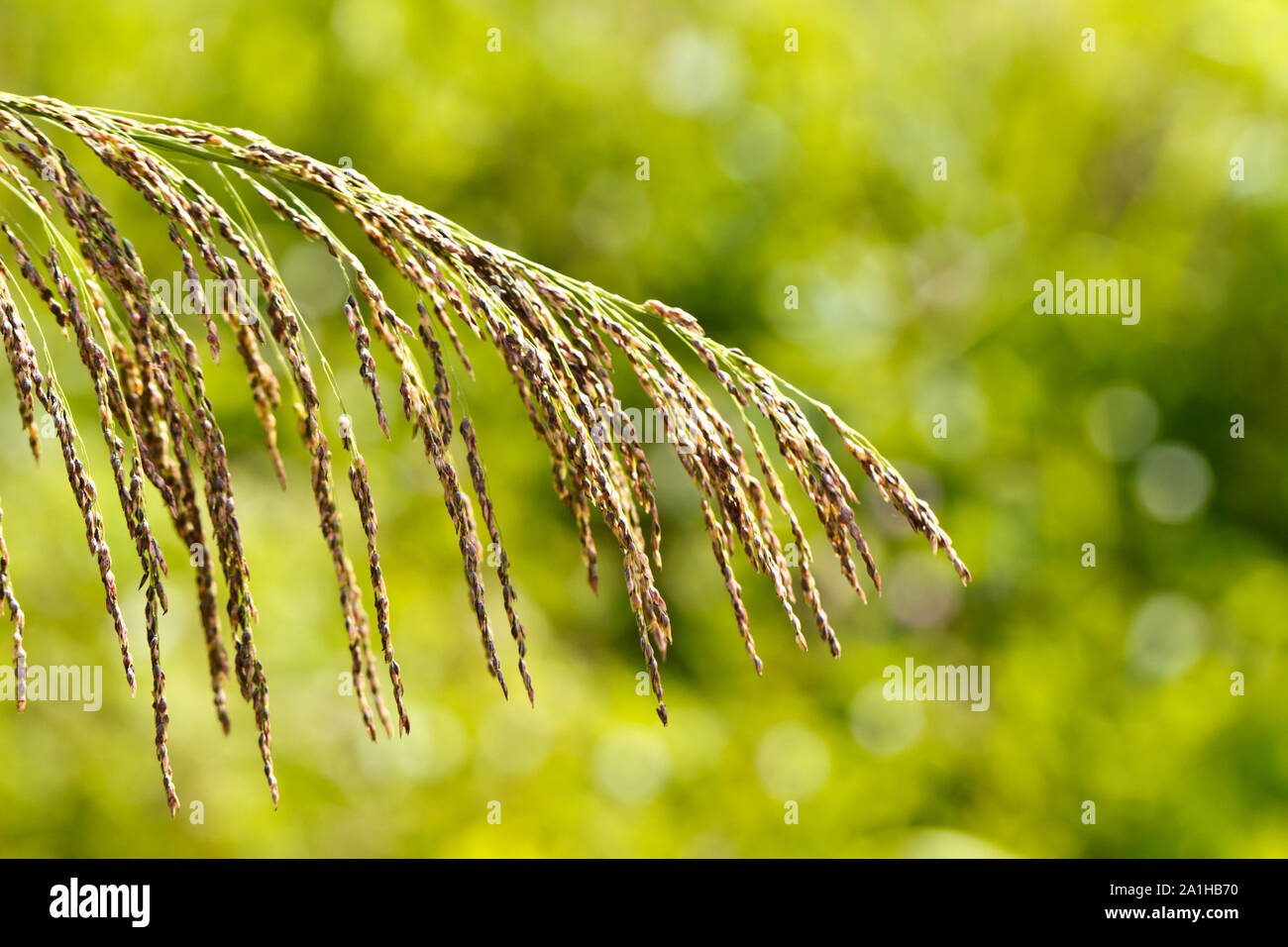 Lush green rice field forest hi-res stock photography and images - Alamy