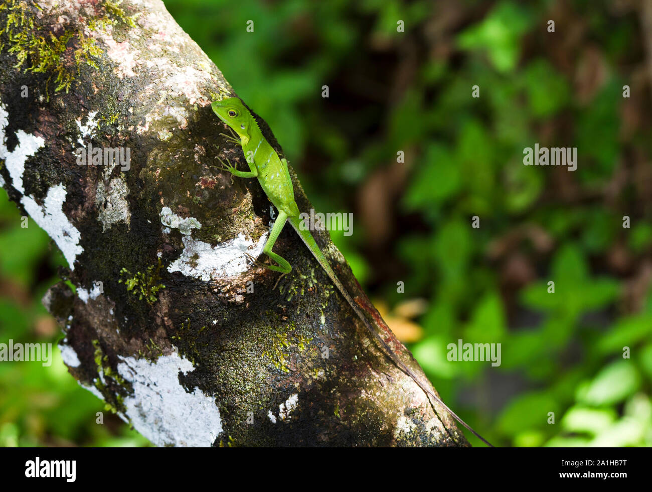 Green lizard on a tree bark with blurry background Stock Photo - Alamy
