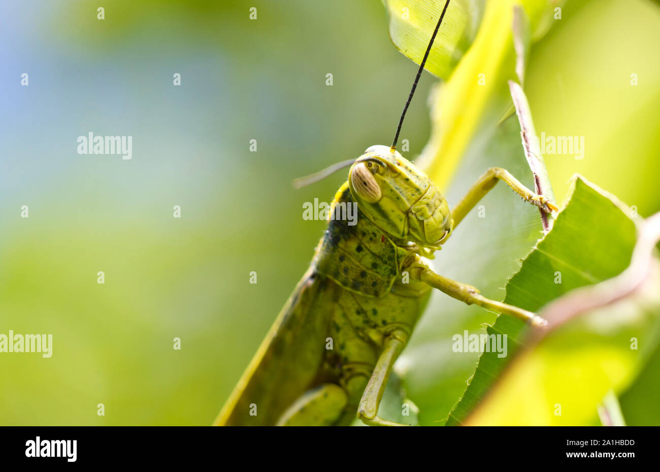 Grasshopper life cycle hi-res stock photography and images - Alamy