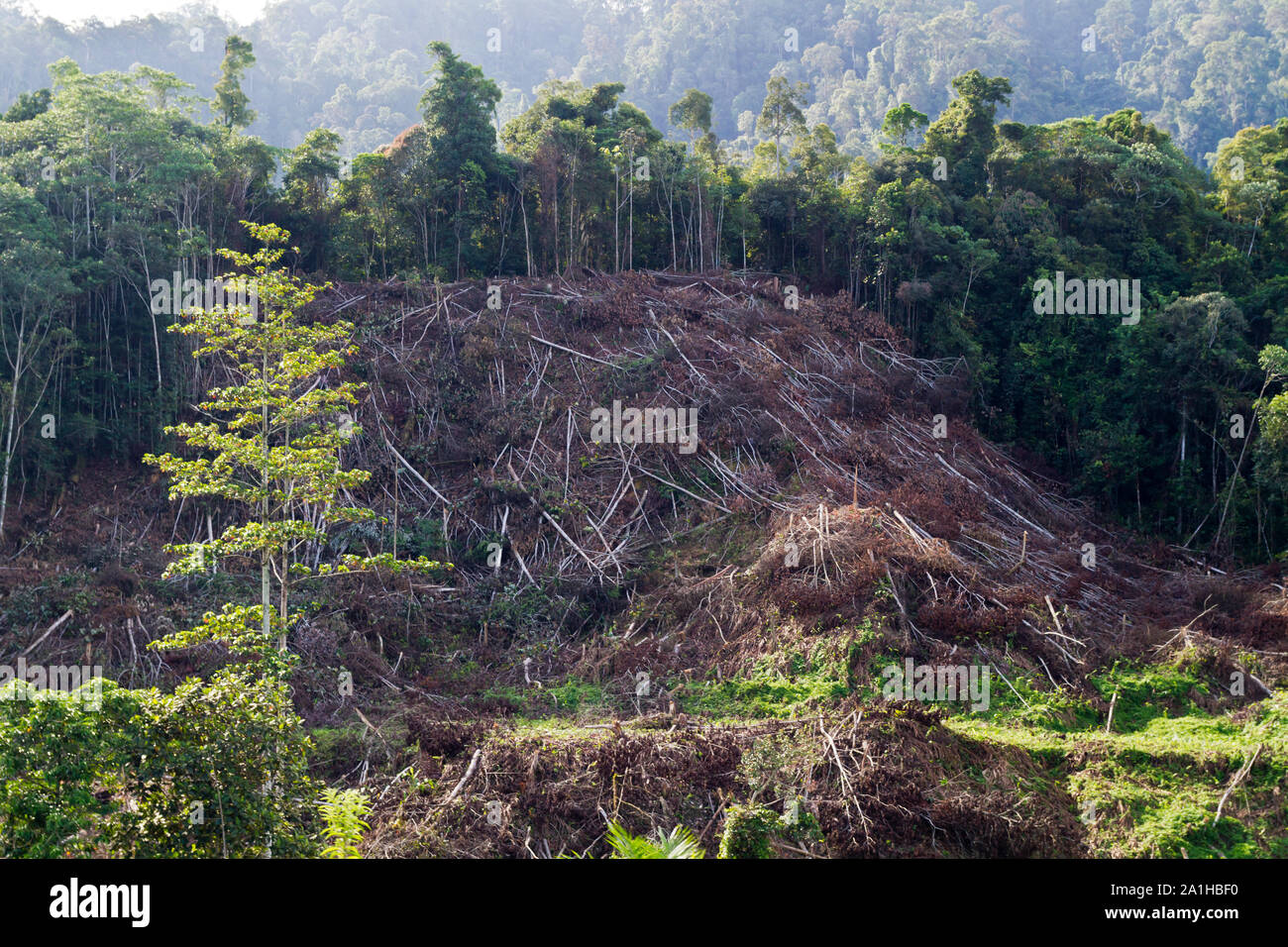 Log storage site hi-res stock photography and images - Alamy