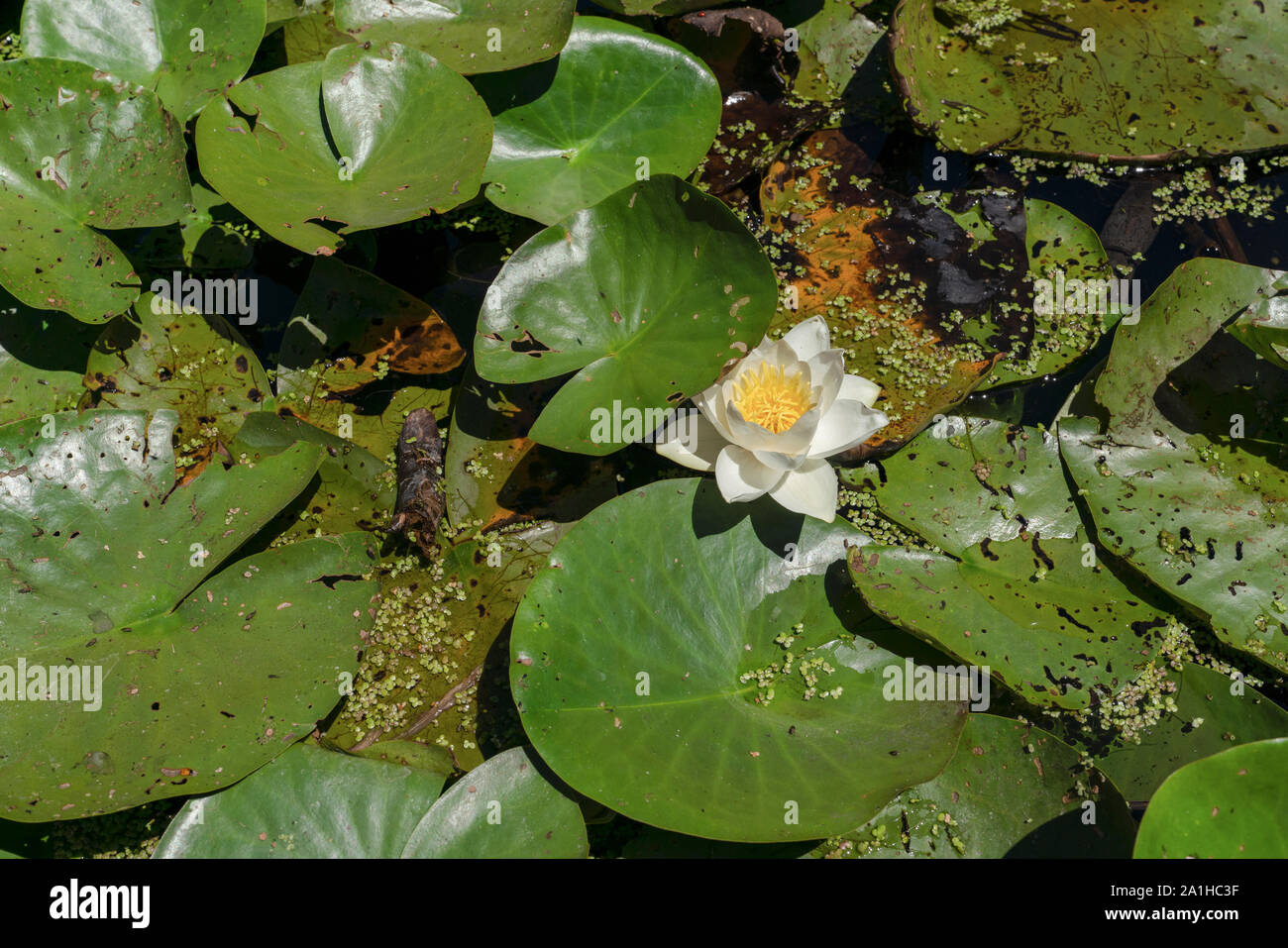 White lotus nenuphar nymphaea alba hi-res stock photography and images ...