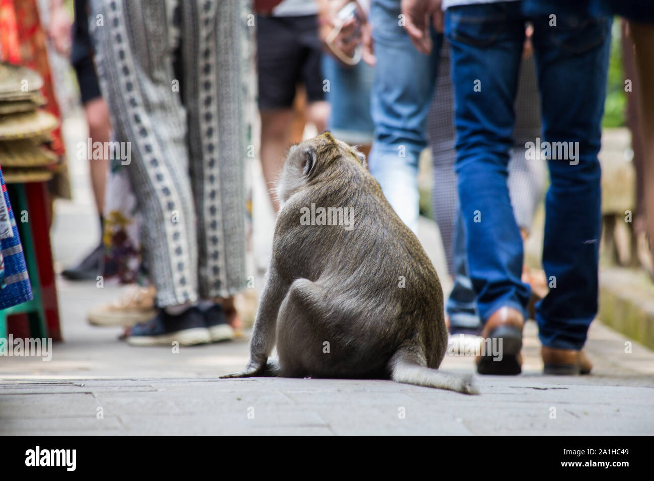 Monkey walking on road hi-res stock photography and images - Alamy