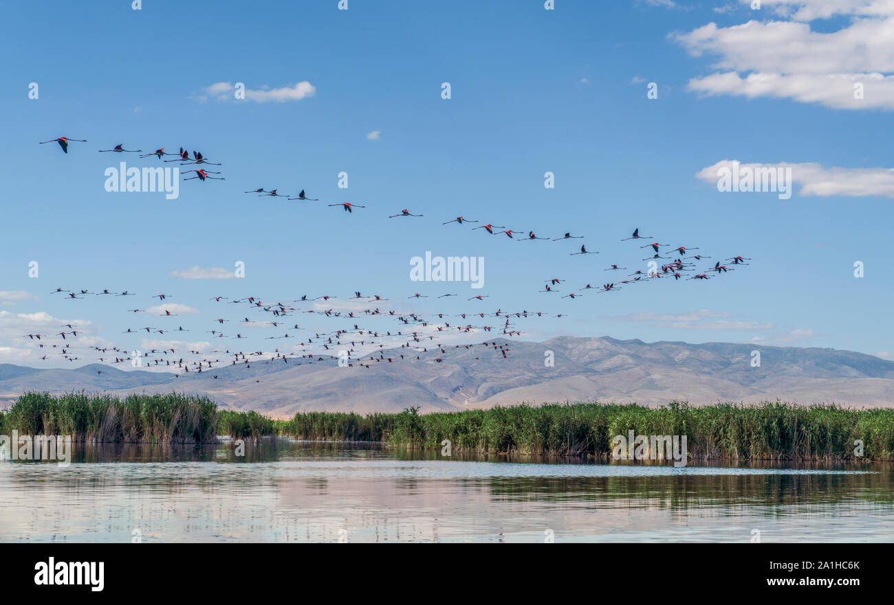 Group of pink flamingos flying over Lake Eber, Turkey Stock Photo - Alamy