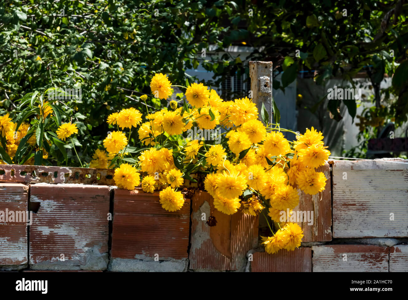 cutleaf coneflowers in garden and nature Stock Photo - Alamy