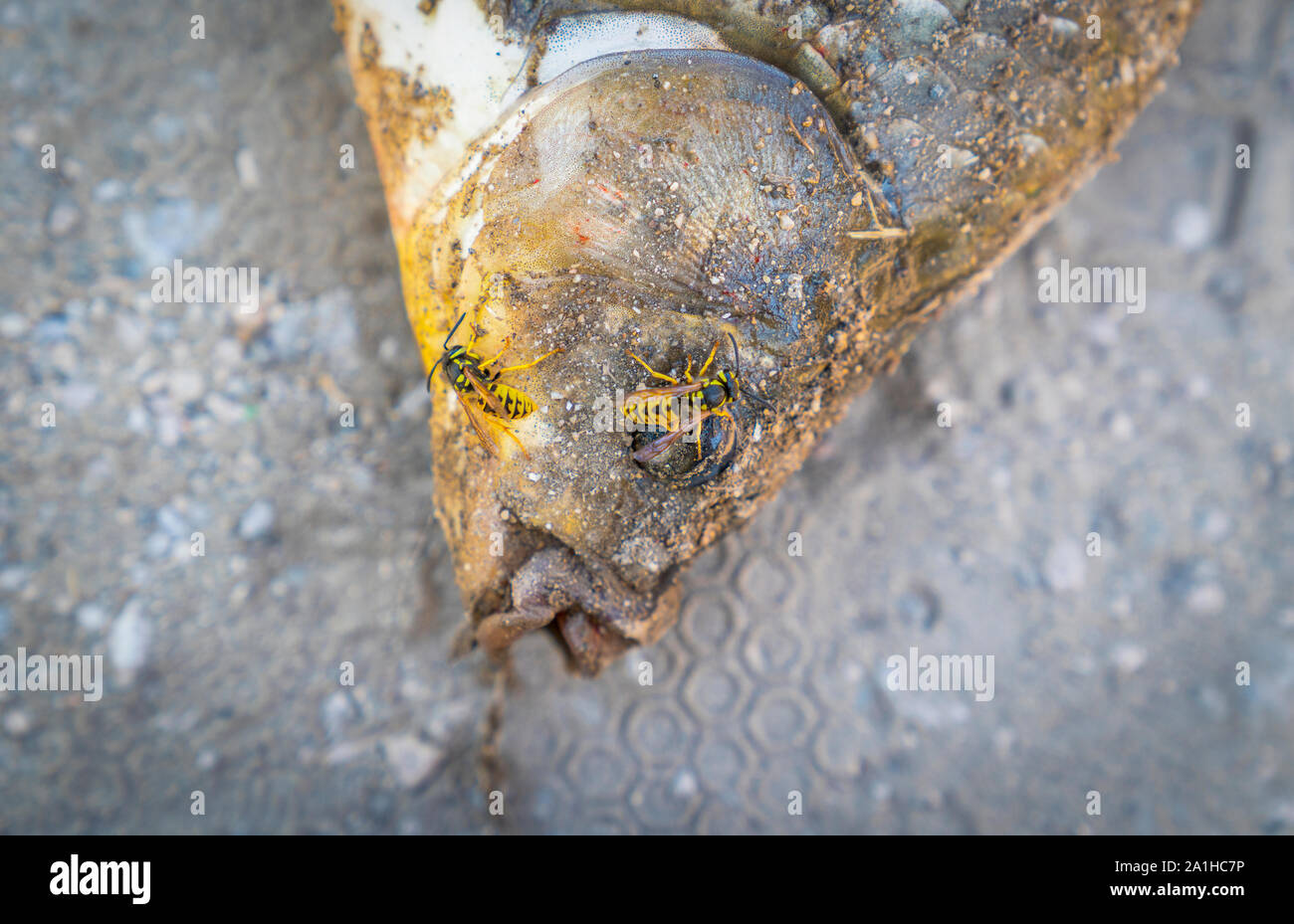 Do wasps eat dead fish hi-res stock photography and images - Alamy