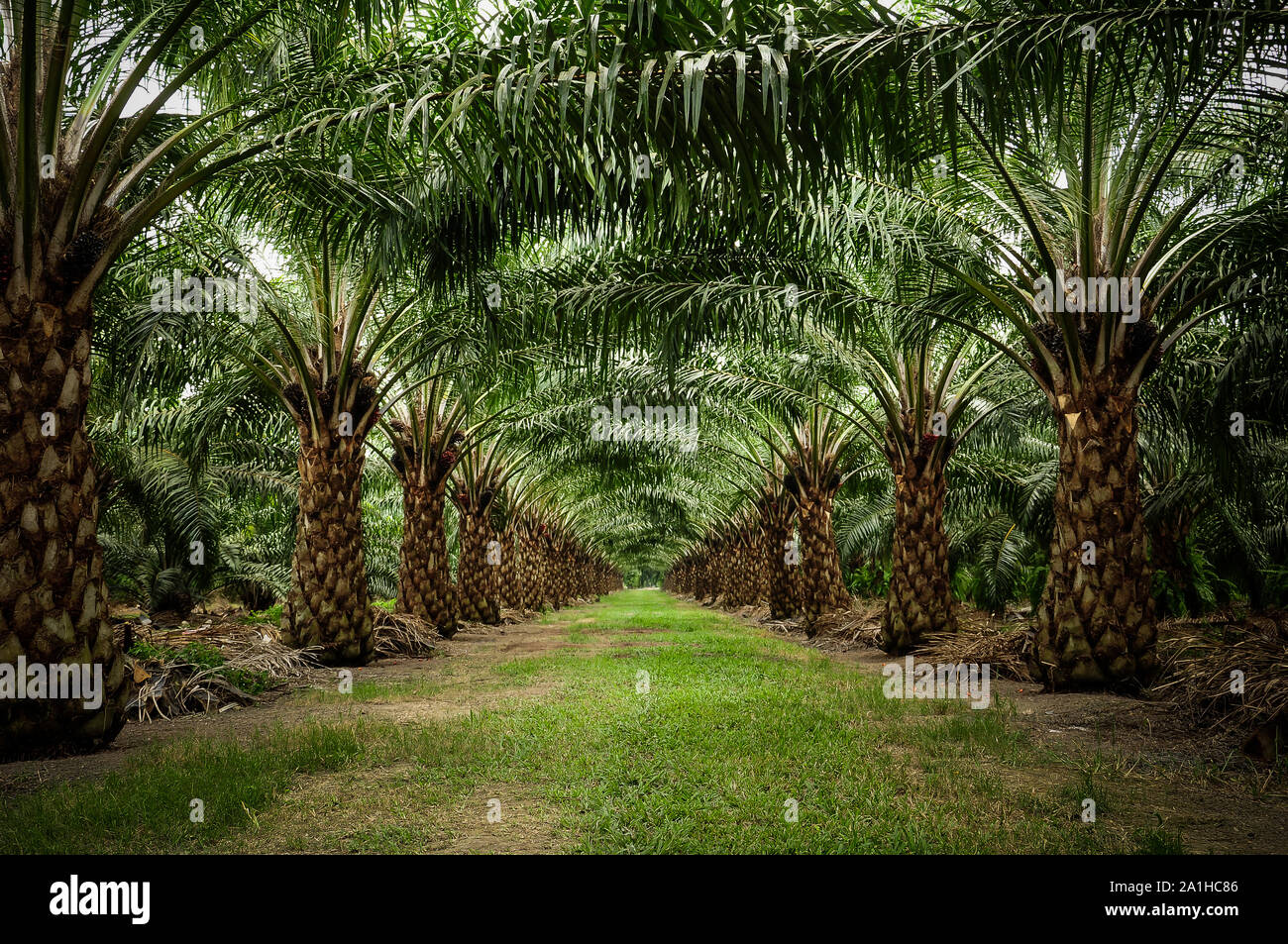 Palm Oil Tree Plantation