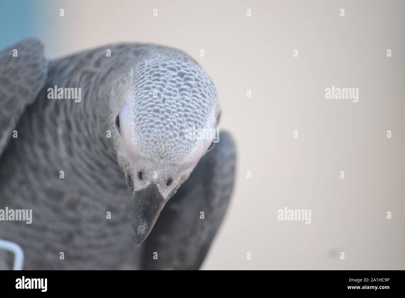 portrait of gray parrot Stock Photo - Alamy