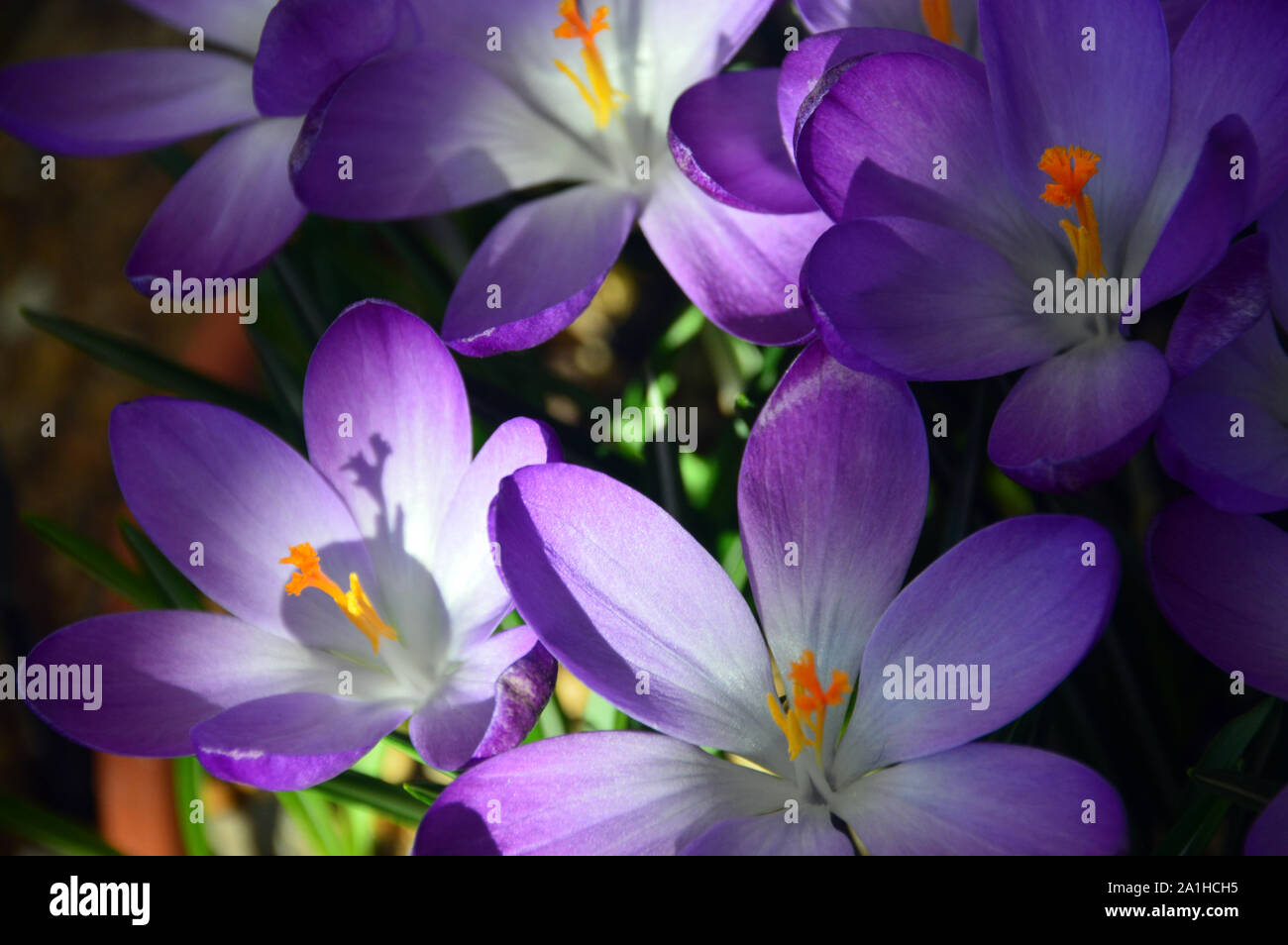 A Bunch of Crocus Tommasinianus 'Ruby Giant' Flowers Growing in a ...