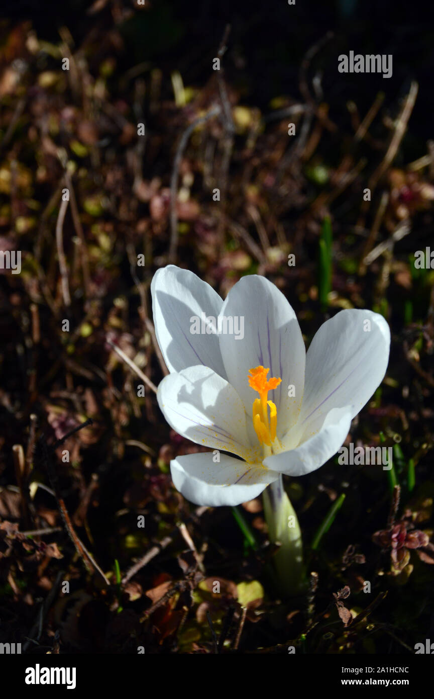 A Single White Crocus Flower Growing in a Border on the Ground at RHS ...