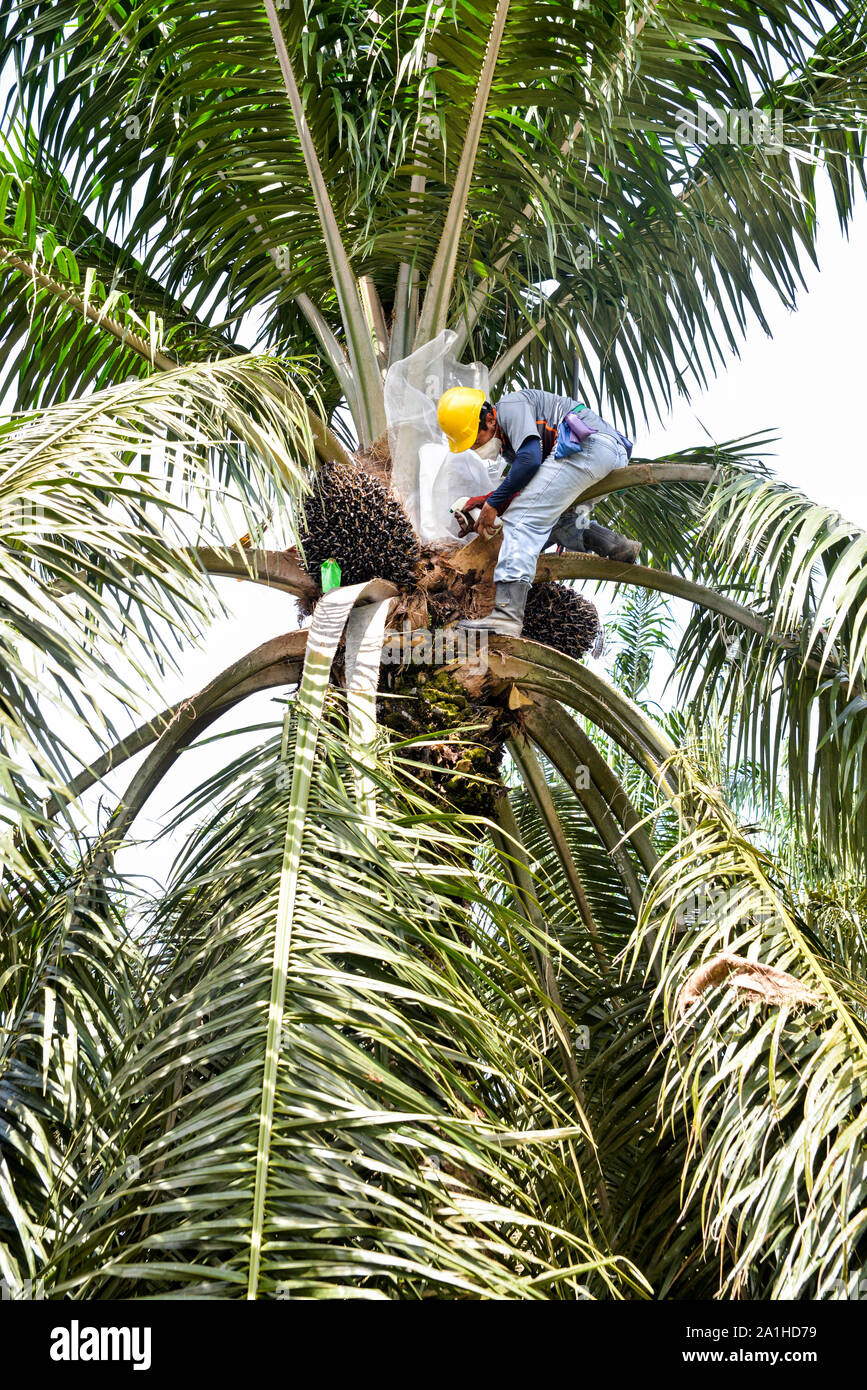 SABAH, MALAYSIA, January 2018 - an employee do the controll pollination ...