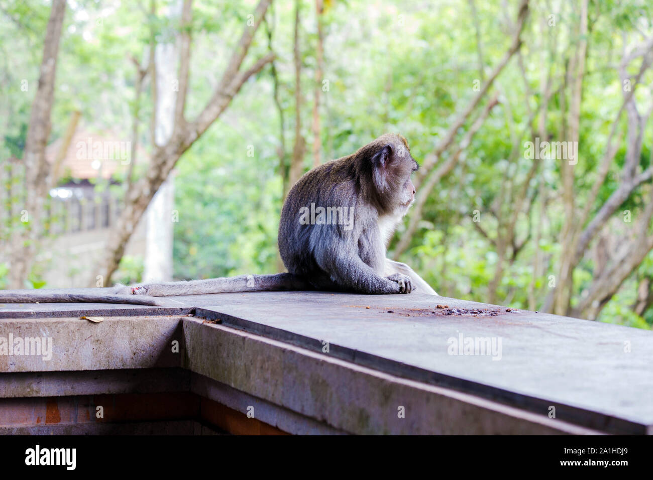 The monkey sitting and looking away to the jungle, Side view of the ...