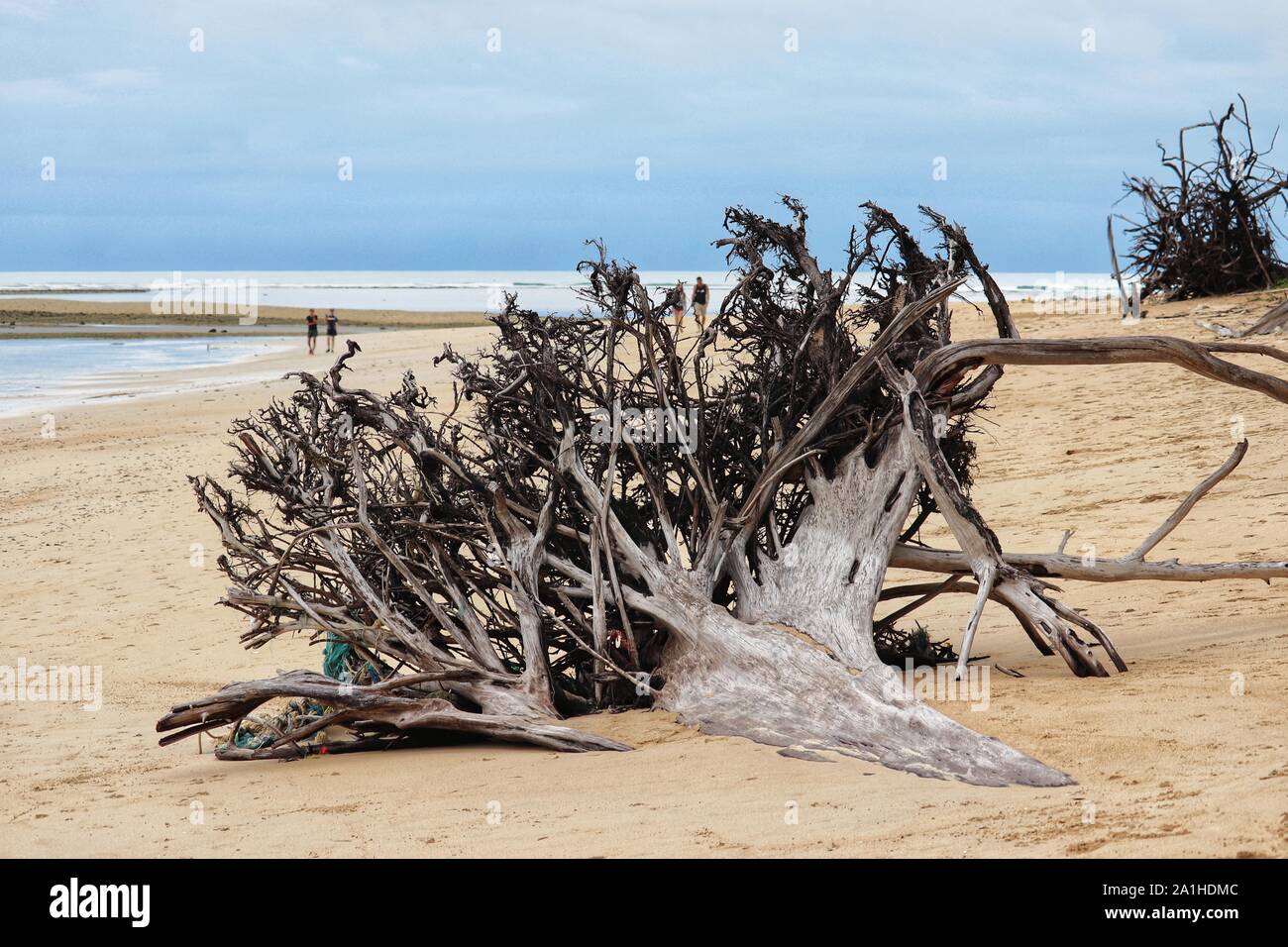 Fallen trees hi-res stock photography and images - Alamy