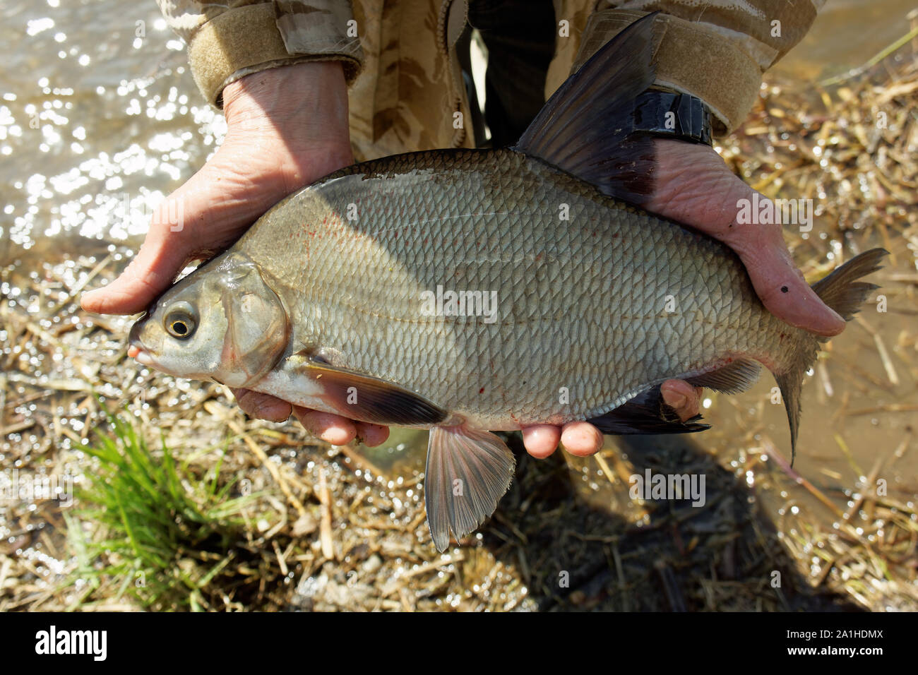 Big bream in fisherman's hand, spring catch Stock Photo - Alamy