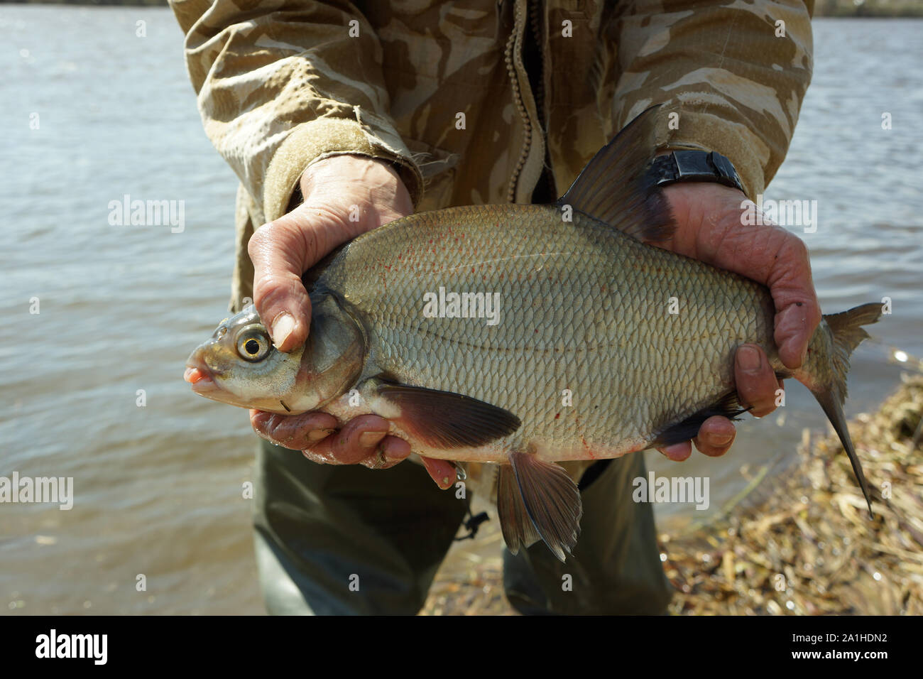Big bream in fisherman's hand, spring catch in a river Stock Photo - Alamy