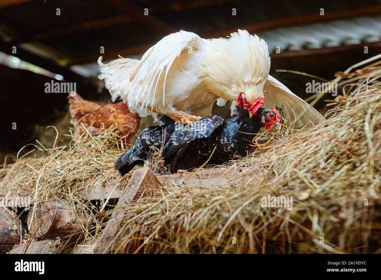 A rooster and a chicken mating in the hayloft. Big cock on top of ...