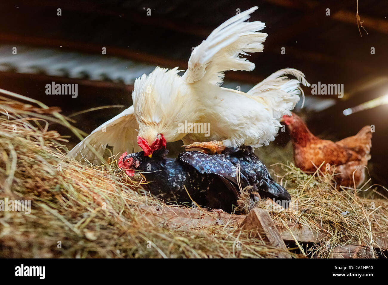 A rooster and a chicken mating in the hayloft. Big cock on top of ...