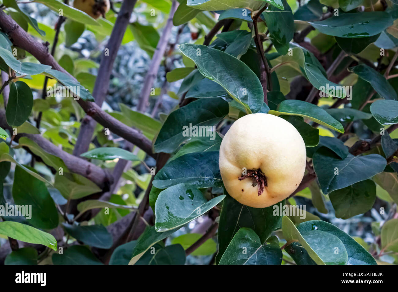 close up quince tree and fruits in nature Stock Photo - Alamy