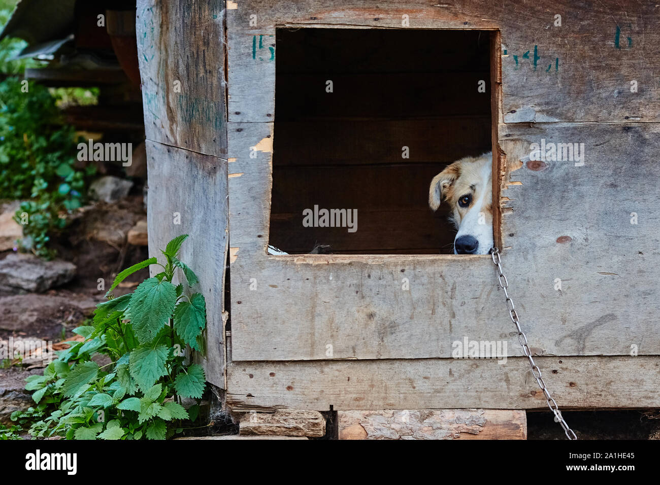 Dog on a chain in the booth. Sad dog eyes. The concept of loneli Stock ...