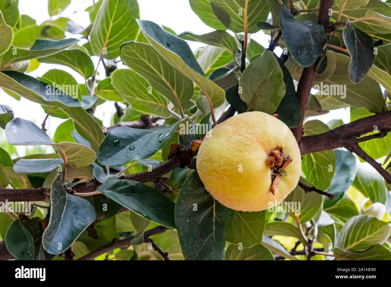 Fruit fruits nature plant botanical quince ripe hi-res stock ...