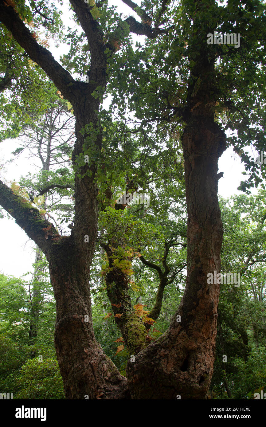 Quercus Suber Tree in Lisbon, Portugal Stock Photo - Alamy