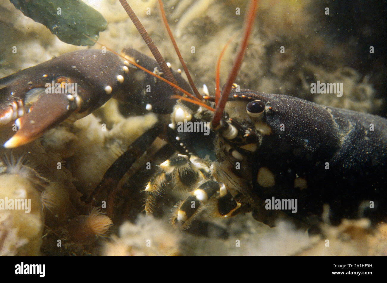Lobster isolated closeup hi-res stock photography and images - Alamy