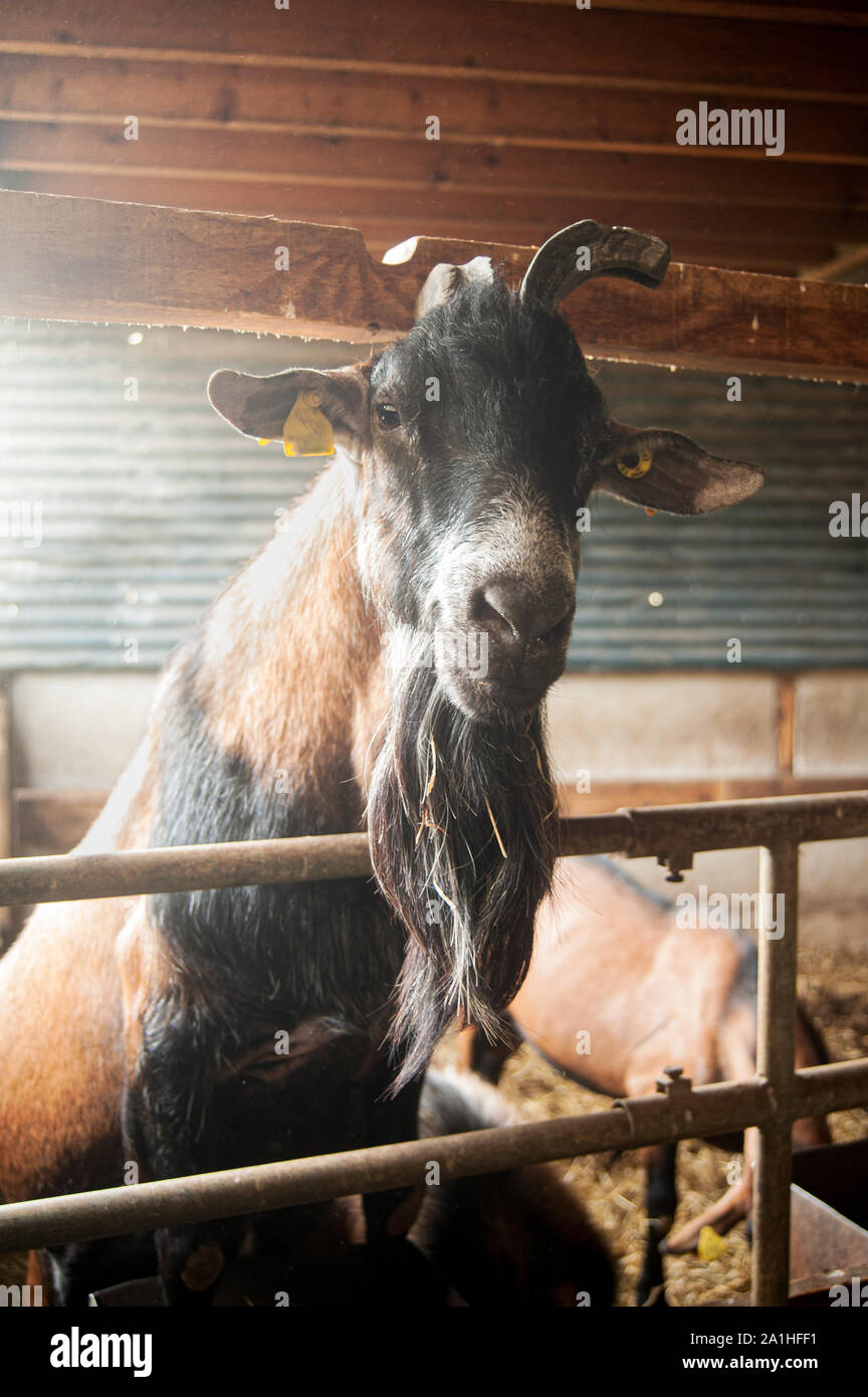 portret of a brown buck in a stable with hars backlight Stock Photo - Alamy