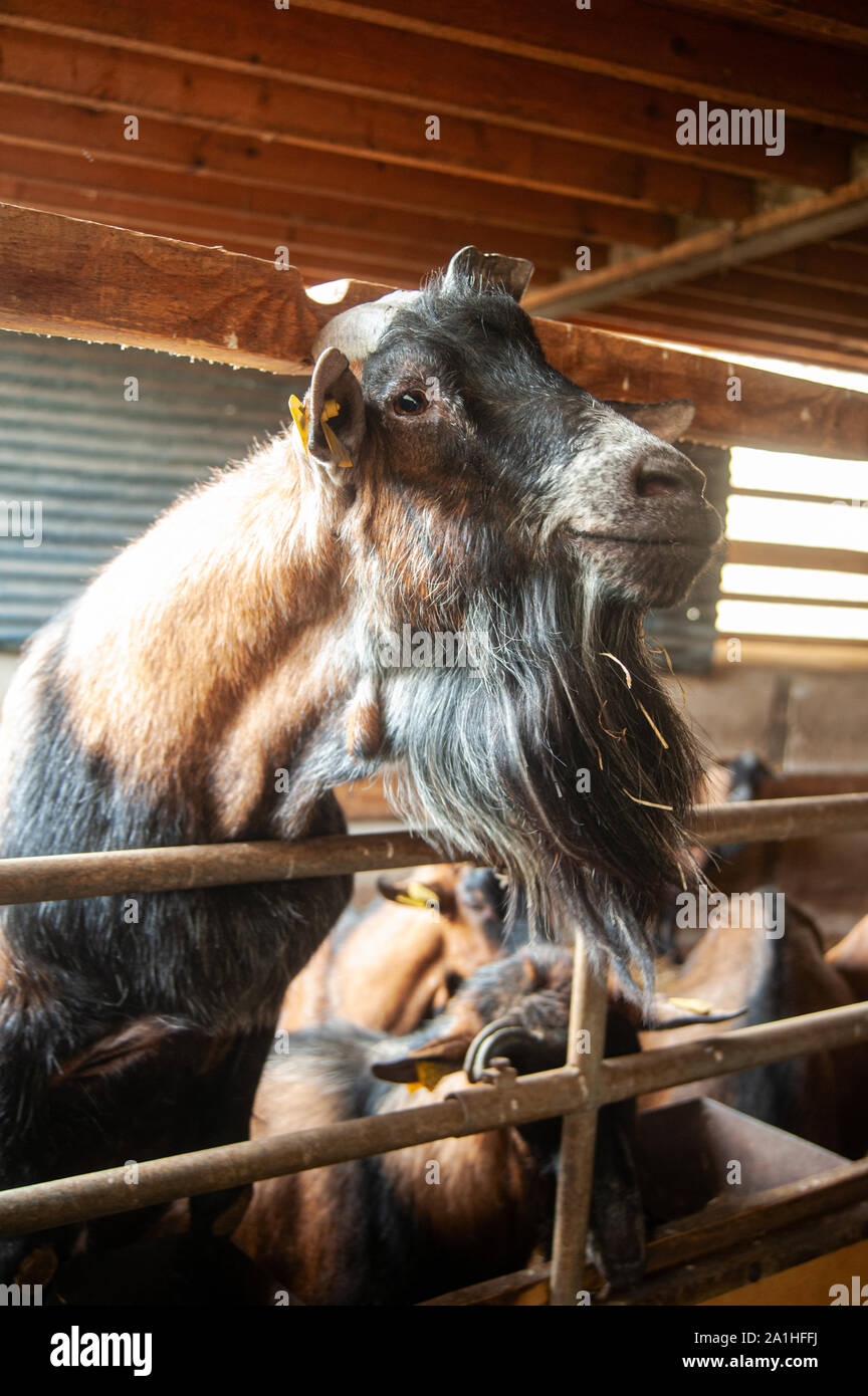 portret of a buck in a stable with hars backlight Stock Photo - Alamy