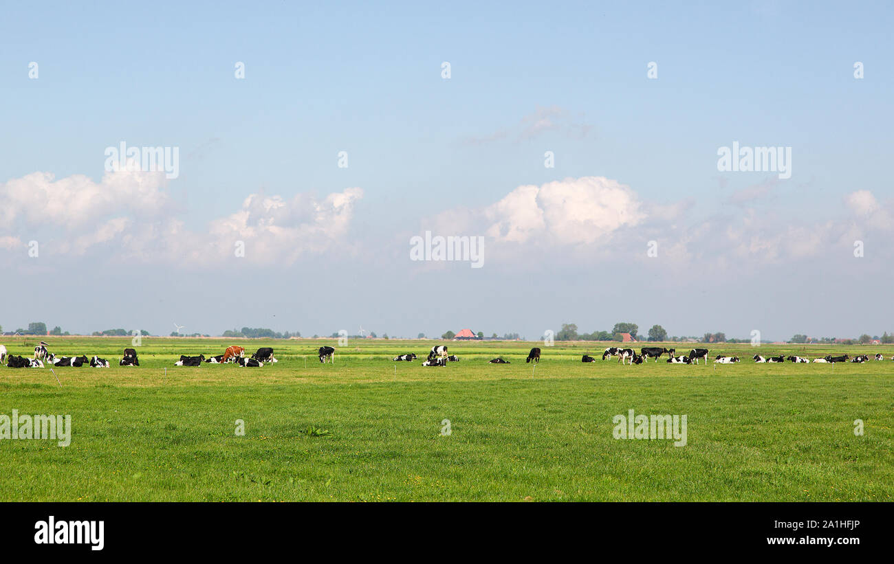 Typical rural landscape of Dutch province Friesland Stock Photo - Alamy