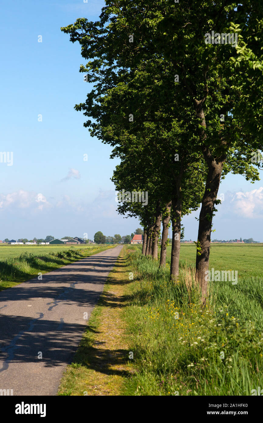 Typical rural landscape of Dutch province Friesland Stock Photo - Alamy