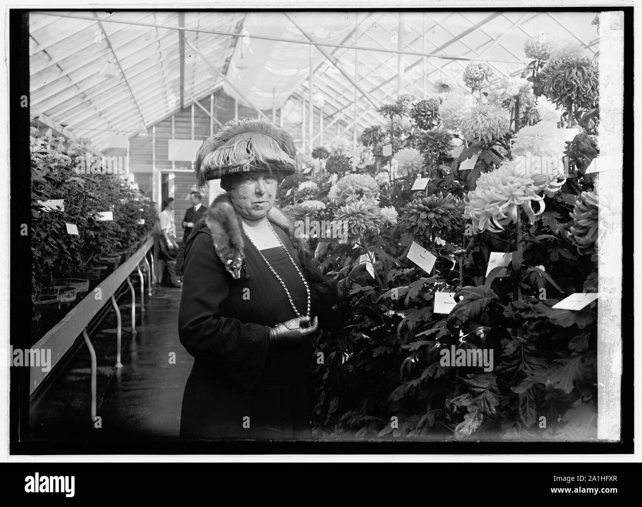Mrs. Wallace at Mum show, [10/28/22] Stock Photo - Alamy