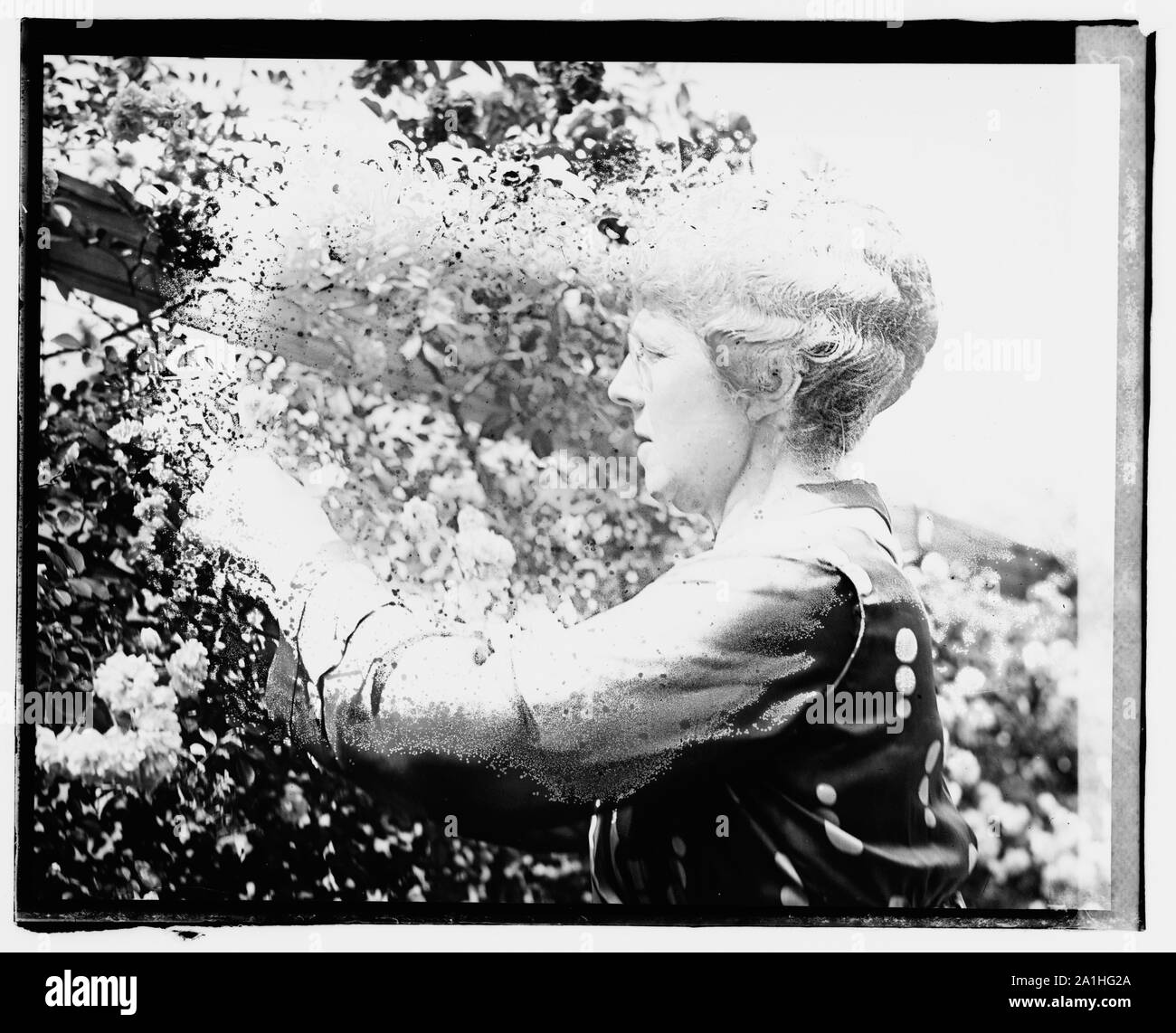 Mrs warren harding hi-res stock photography and images - Alamy