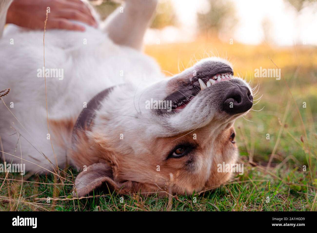 Scratch his nose High Resolution Stock Photography and Images - Alamy