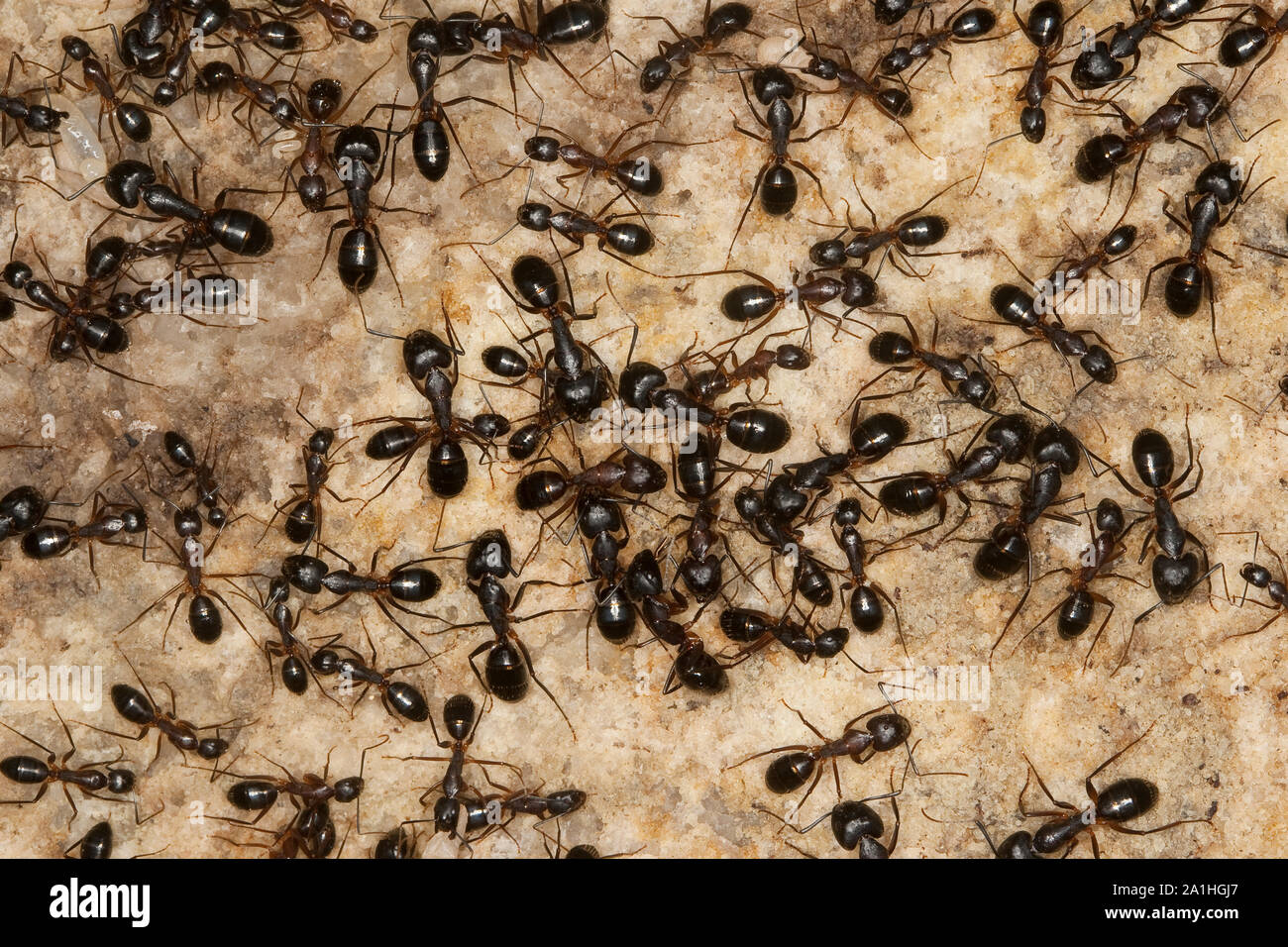Baby Carpenter Ants