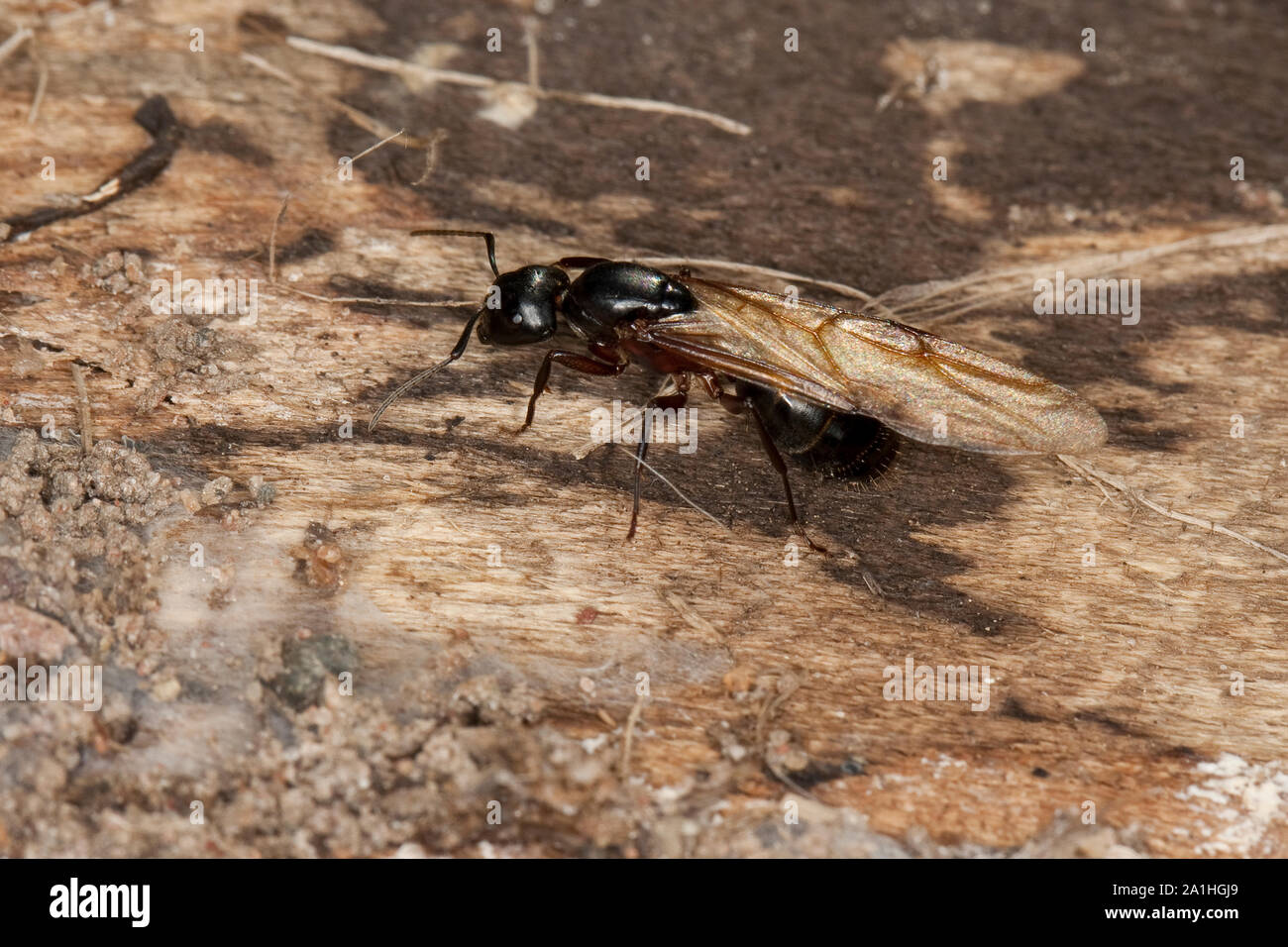 Braunschwarze Rossameise, Riesenameise, Ross-Ameise, Riesen-Ameise ...