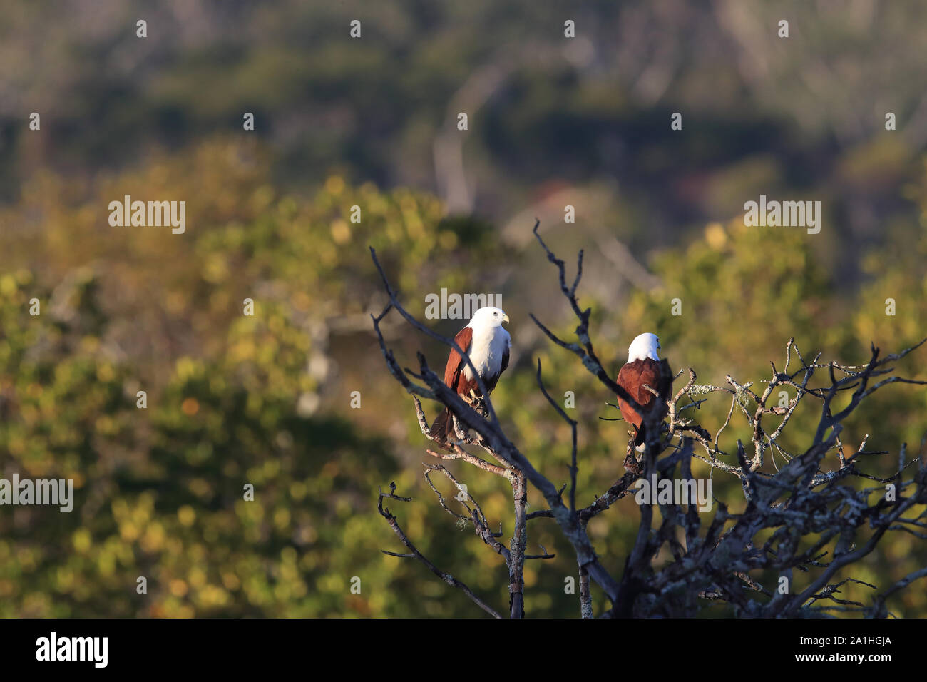 Brahminy Kite (Haliastur indus) Queensland, Australia Stock Photo - Alamy