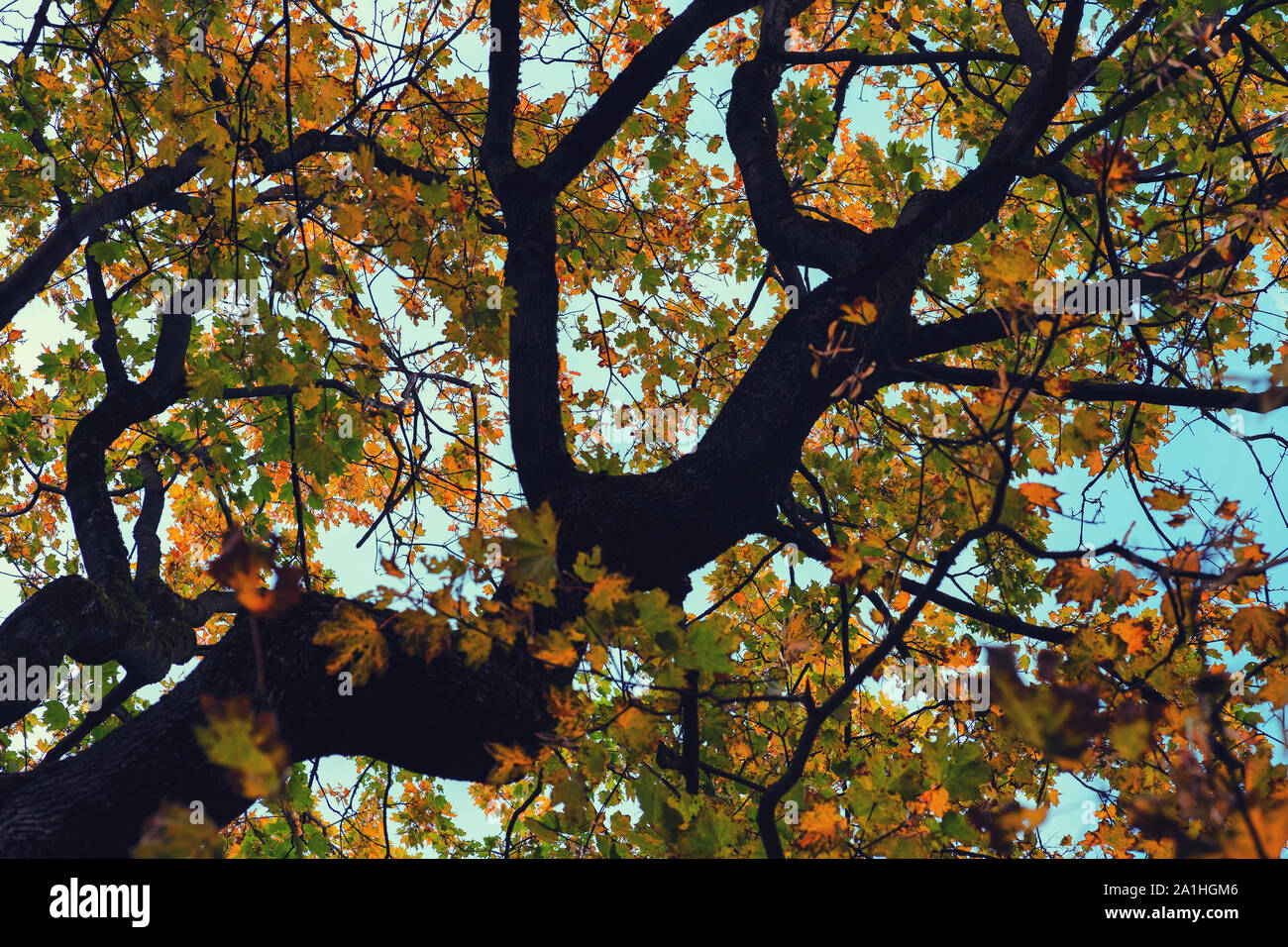 Old maple tree in early autumn Stock Photo - Alamy