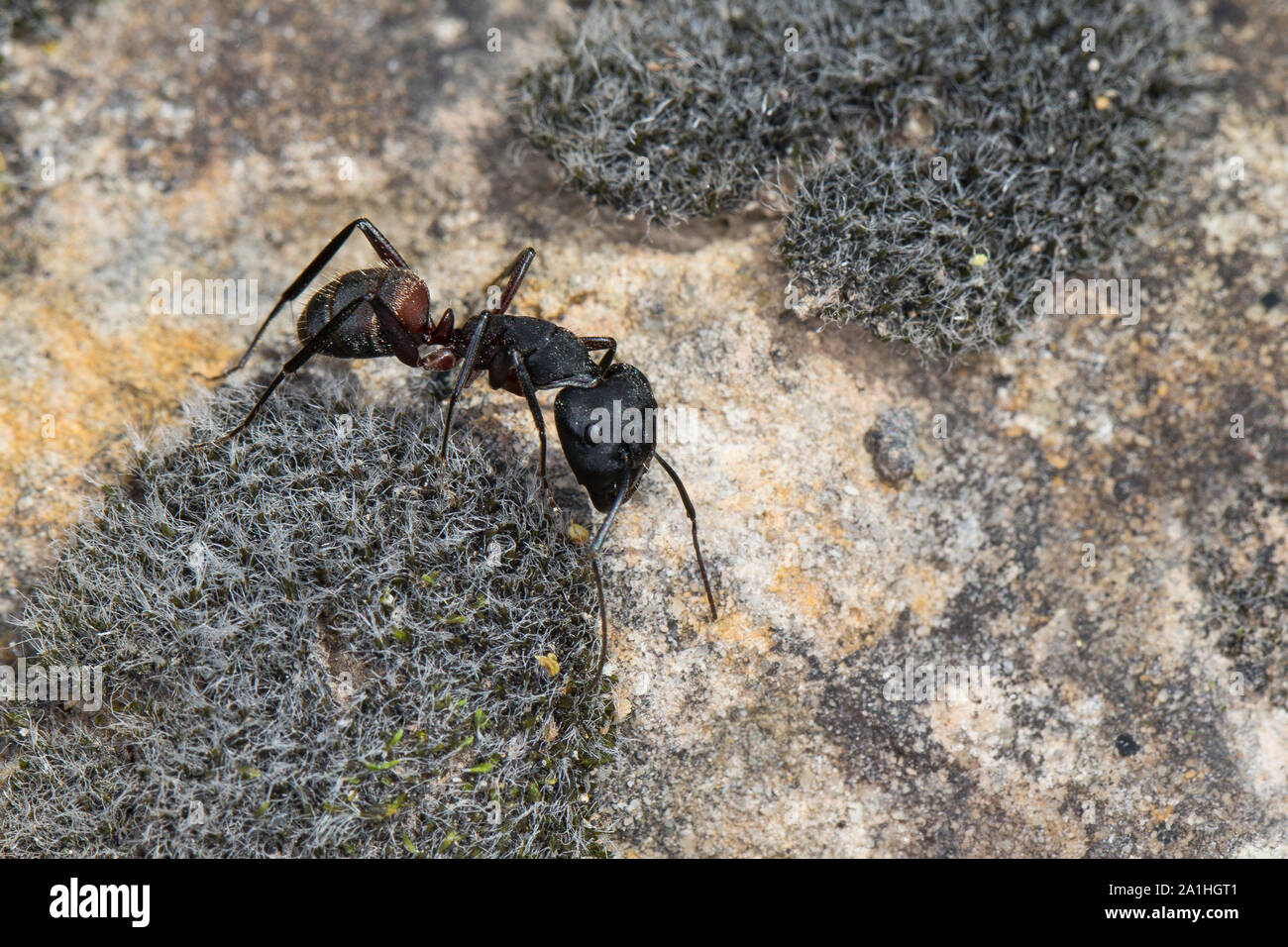 Myrmosericus hi-res stock photography and images - Alamy
