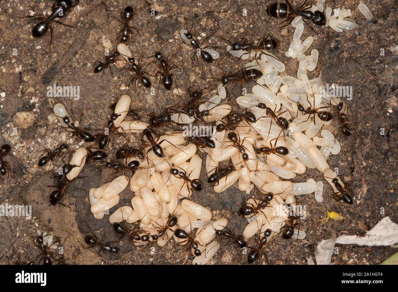 Carpenter Ant Nest In Ground