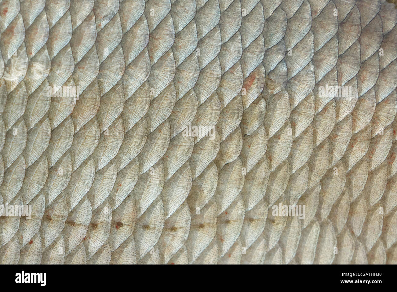 Bream (Abramis Brama) fish scales, natural texture Stock Photo - Alamy