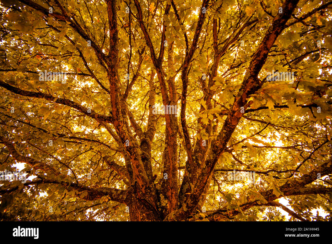 Golden Autumn Beauty Poster Background Stock Photo - Alamy