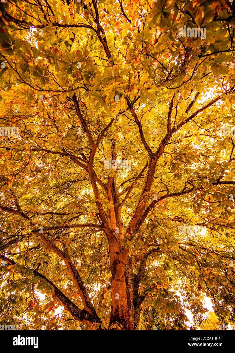 Golden Autumn Beauty Poster Background Stock Photo - Alamy