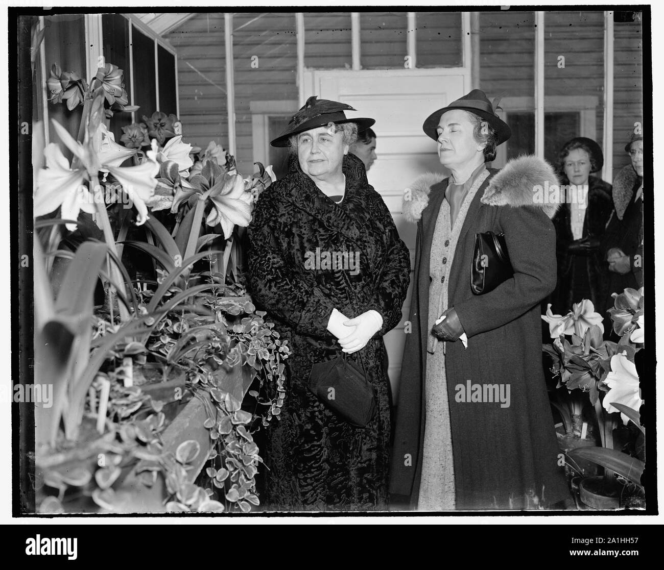 Mrs. Woodrow Wilson, left and Mrs. Henry Wallace Stock Photo - Alamy