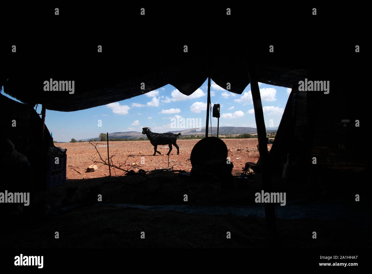 Goat and black tent, nomadic life Stock Photo - Alamy