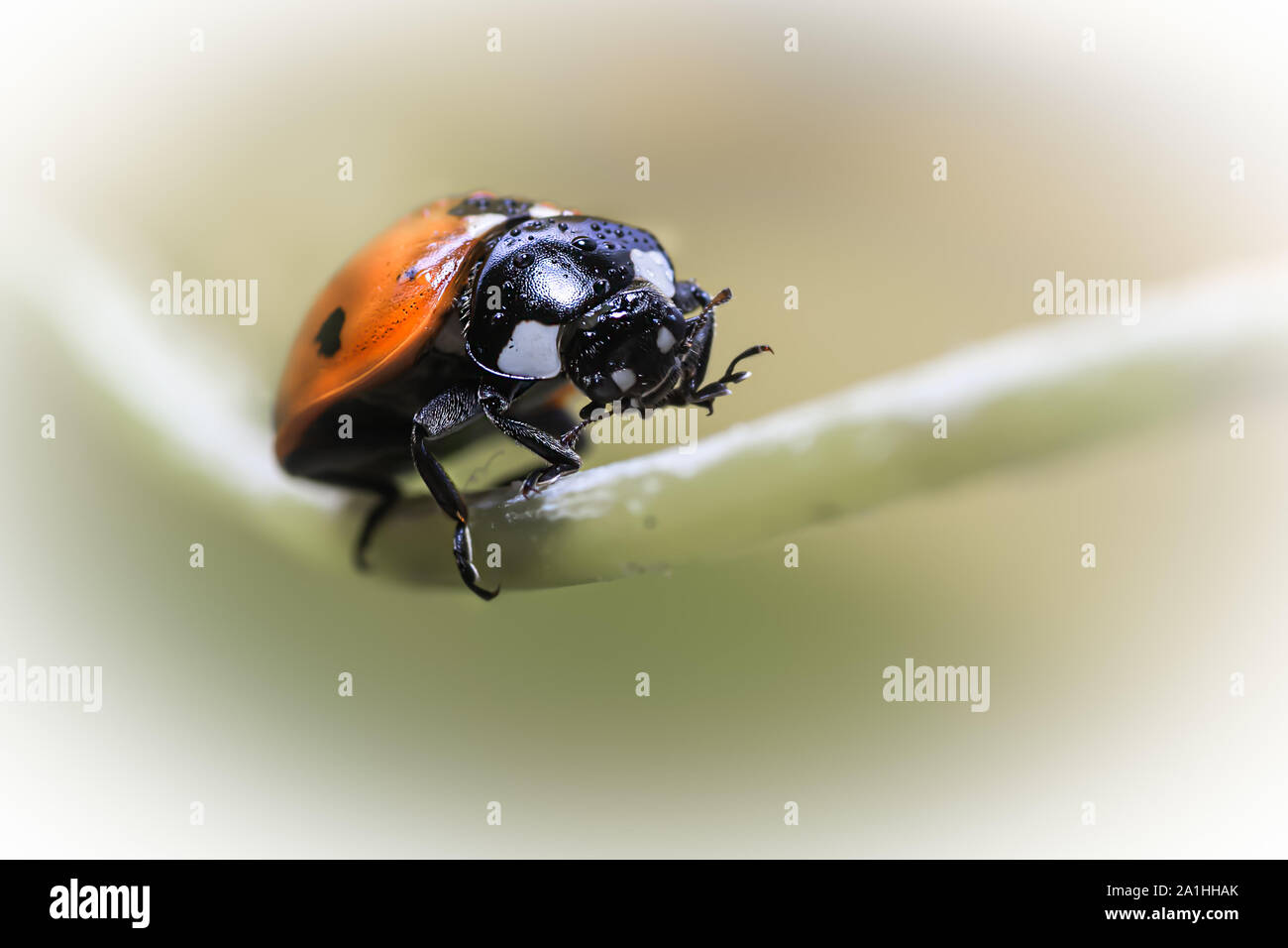 Love bug hi-res stock photography and images - Alamy