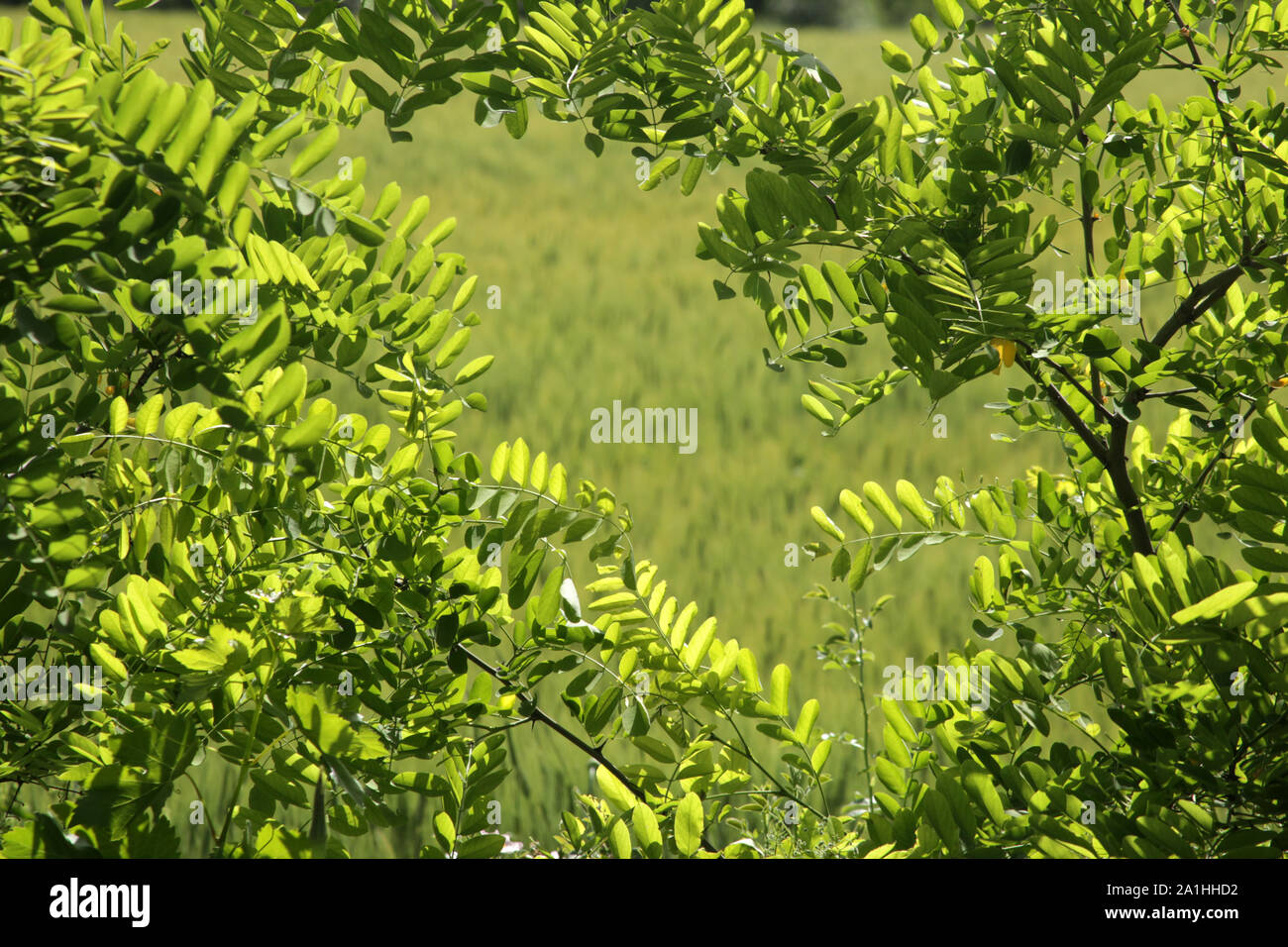 Acacia tree green leaves - Natural background Stock Photo - Alamy
